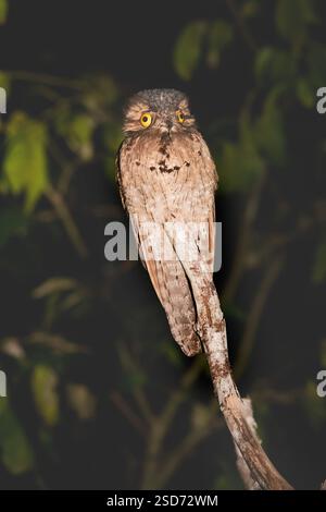 Northern potoo (Nyctibius jamaicensis) in Jamaica Stock Photo - Alamy