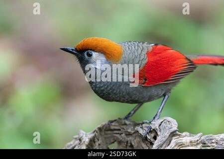 red-tailed laughingthrush, Trochalopteron milnei Stock Photo - Alamy
