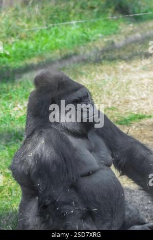 Isolated silverback mountain gorilla in zoo Stock Photo - Alamy