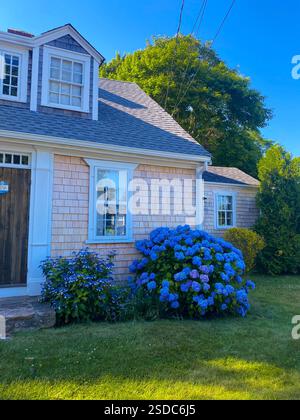 Lush Greenery With Blooming Hydrangeas in a Tranquil Garden Setting ...