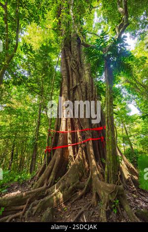 Overgrown roots of a tree covered in moss Stock Photo - Alamy