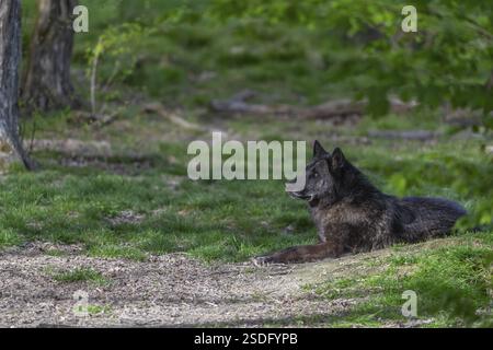 One black female Timberwolf, Canis lupus lycaon, resting in an open ...