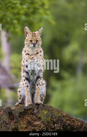 One male serval, Leptailurus serval, sits on a dead tree and looks into ...