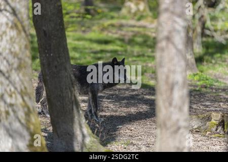 One Timberwolf, Canis lupus lycaon, standing in a forest Stock Photo ...