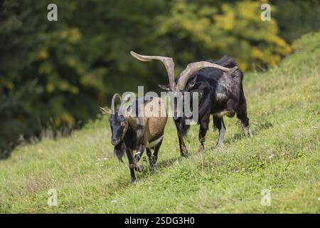 One male Tauernschecke goat, Capra aegagrus hircus, checks the ...