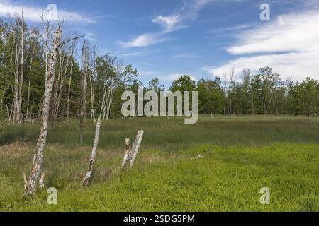 Volcanic active area with mofette. Geological park Soos, Soos National ...