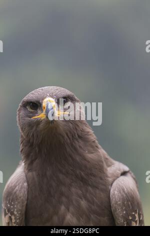 Portrait of immature Aquila nipalensis, steppe eagle, in late light ...