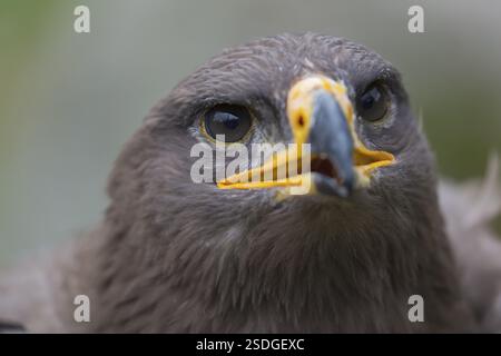 Portrait of immature Aquila nipalensis, steppe eagle, in late light ...