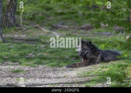 One black female Timberwolf, Canis lupus lycaon, resting in an open ...