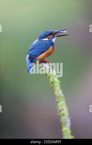 Kingfisher (Alcedo attis), adult male, in flight diving from a branch ...