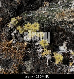 Pretty furry flowers growing high up in the Himalayas, Nepal Stock ...