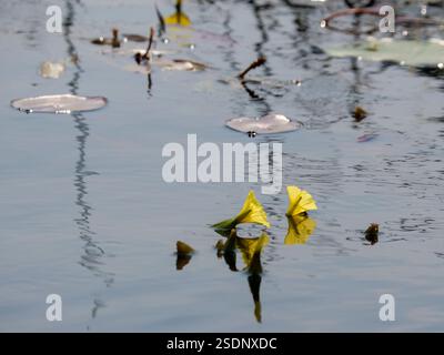 Flowers of the ottelia plant (ottelia ulvifolia) on the water. Taken in ...