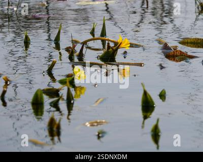 Flowers of the ottelia plant (ottelia ulvifolia) on the water. Taken in ...