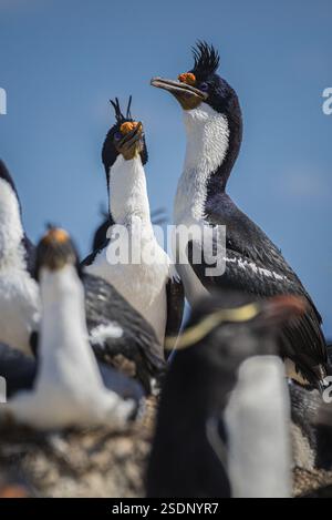 Blue eyed shag in arctic summer, Antarctica Stock Photo - Alamy