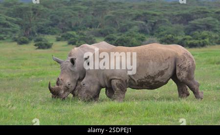 two southern white rhinos sparring and play fighting in the wild ...