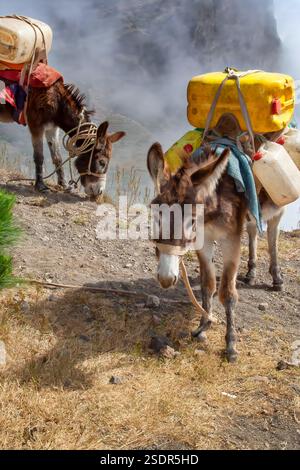 A man walk surrounded by dense fog at a slum area in Jammu, India ...