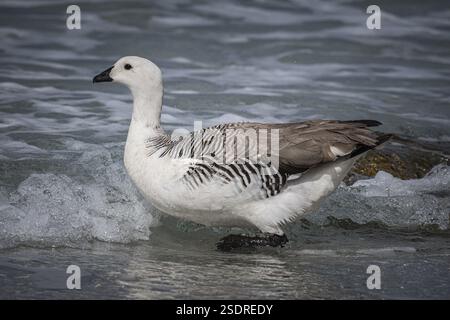 Magellanic Goose (Chloephaga picta), also known as Highland Goose or ...