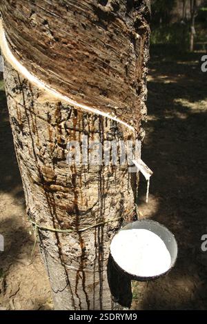Rubber tree Latin name Hevea Brasiliensis harvest, Kerala, India, Asia ...