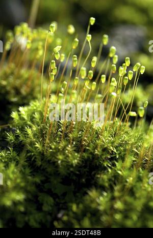 Green moss monsoon wet wall Funaria sp Stock Photo - Alamy