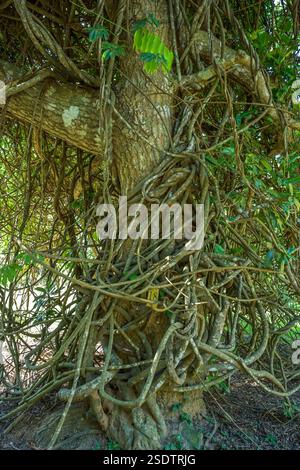 Schlingpflanze, Liane umwickelt einen Baum, Kenting National Forest ...
