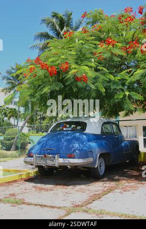 A classic car parked under palm trees on a sunny day in Chivirico, Cuba ...