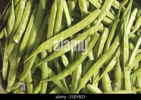 Vegetable, Cluster (Gawar) Beans, Botanical Name Cyamopsis ...