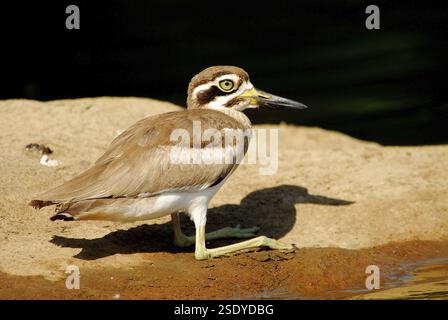 Birds, Stone Plover Esacus recurvirostris Stock Photo - Alamy