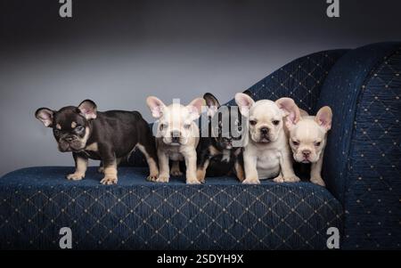 Cute puppies on sofa at home Stock Photo - Alamy