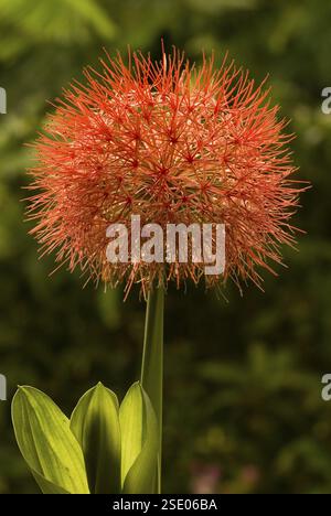 Fireball lily called football lily flower Haemanthus multiflorus Stock ...