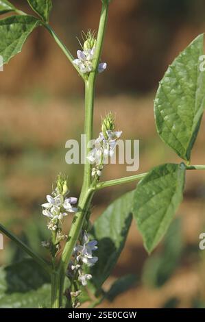 Vegetable, Cluster (Gawar) Beans, Botanical Name Cyamopsis ...