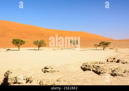 Dead trees in Sossusvlei sand dunes, Namibia Stock Photo - Alamy