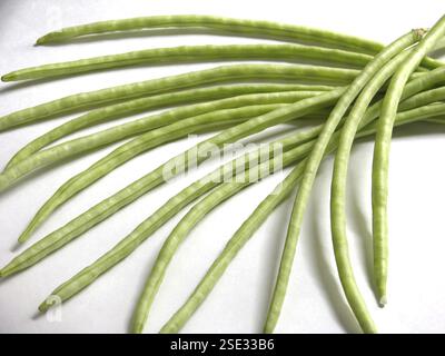 Cowpea many pods Chavali Shenga bhaji green vegetable in basket India ...