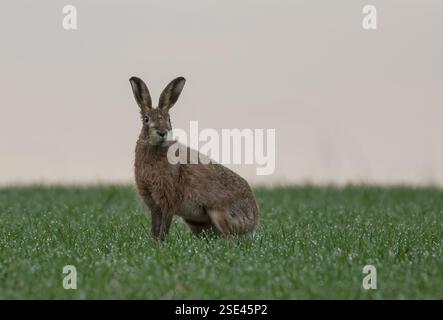 A wise old Brown Hare (Lepus europaeus ) in the dew in the farmers ...