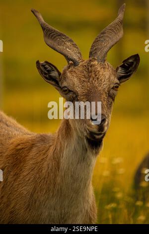 Carpa falconeri heptner. Turkmenian Markhor Young goat. Close up ...