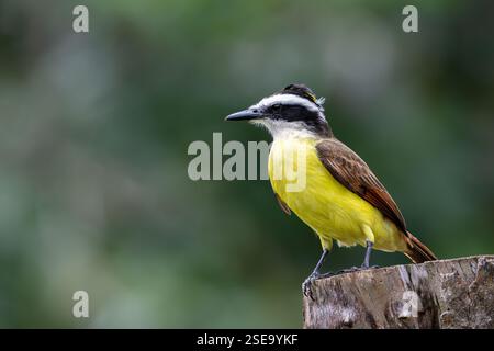 The great kiskadee, Pitangus sulphuratus, called bem-te-vi, pitogue etc ...