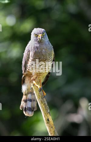 The roadside hawk, Rupornis magnirostris, is a relatively small bird of ...