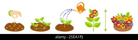 Plant growth stages infographics. Planting instruction template ...