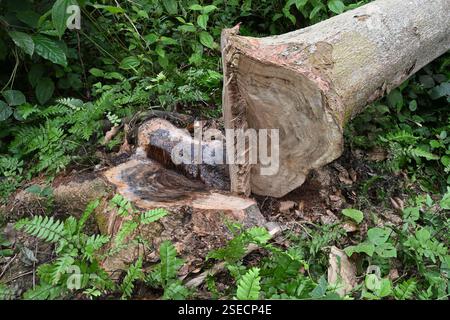 A view of a recently cut down Nedun tree stump (Pericopsis mooniana ...