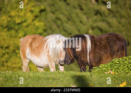 Falabella mare and stallion groom each other. The Falabella (Equus ...