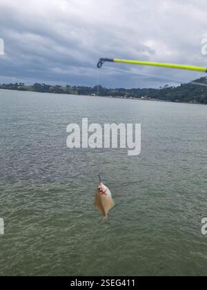 Silver Sweep (Scorpis lineolata) Actinopterygii Stock Photo - Alamy