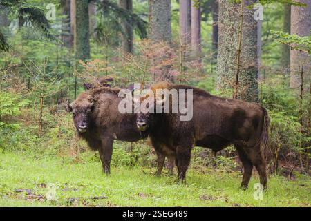 An adult male and female European bison (Bison bonasus) stand in a ...