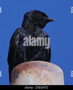 Southern Martin (Progne elegans) Aves Stock Photo - Alamy
