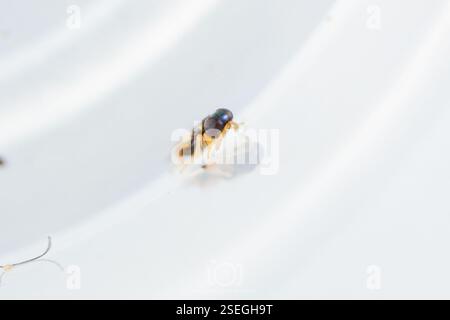 (Signiphora), Insecta, Lakeside, FL, USA Stock Photo - Alamy