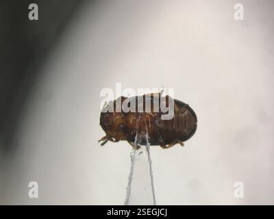 (Triplax frosti), Insecta, Côte-Nord, QC, Canada Stock Photo - Alamy