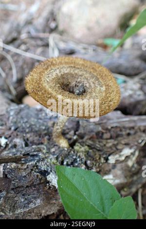 Bluegum Woodcap (Lentinus stuppeus), Fungi, Ehlanzeni District ...