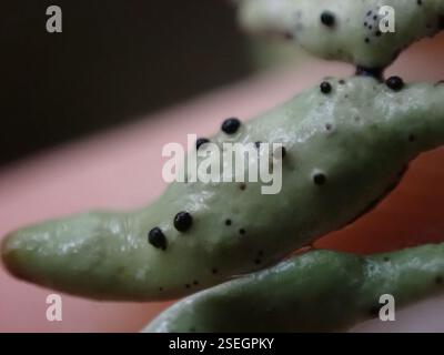 (Abrothallus prodiens), Fungi, Comox Valley, BC, Canada, On Hypogymnia ...