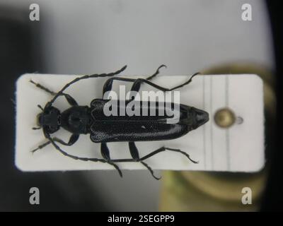 Downy Long-horned Beetle (Anoplodera pubera) Insecta Stock Photo - Alamy