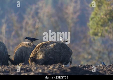 Western jackdaw walking on forest floor with pine cones. Urban wildlife ...