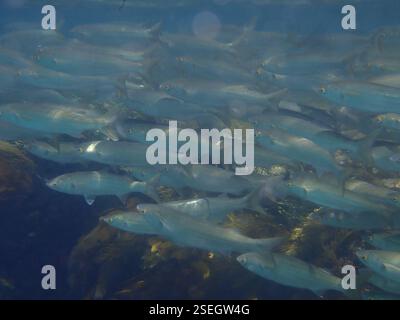 Yelloweye Mullet (Aldrichetta forsteri), Actinopterygii, Queenscliffe ...