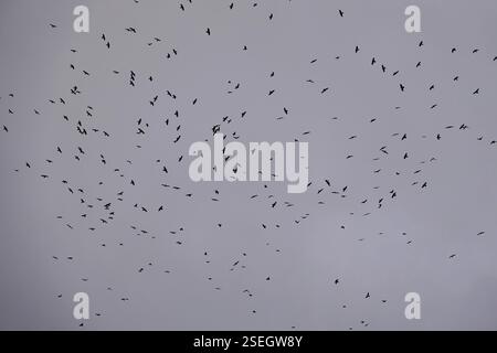 Flock of crows in the winter sky, Germany, Europe Stock Photo - Alamy